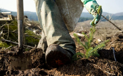 The UK Forestry Standard (UKFS) | Scottish Forestry